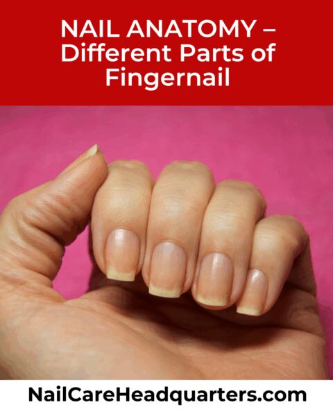 NAIL ANATOMY – Different Parts of Fingernail | Nail Care Headquarters