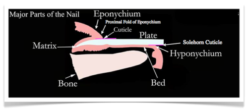 NAIL ANATOMY – Different Parts of Fingernail | Nail Care Headquarters