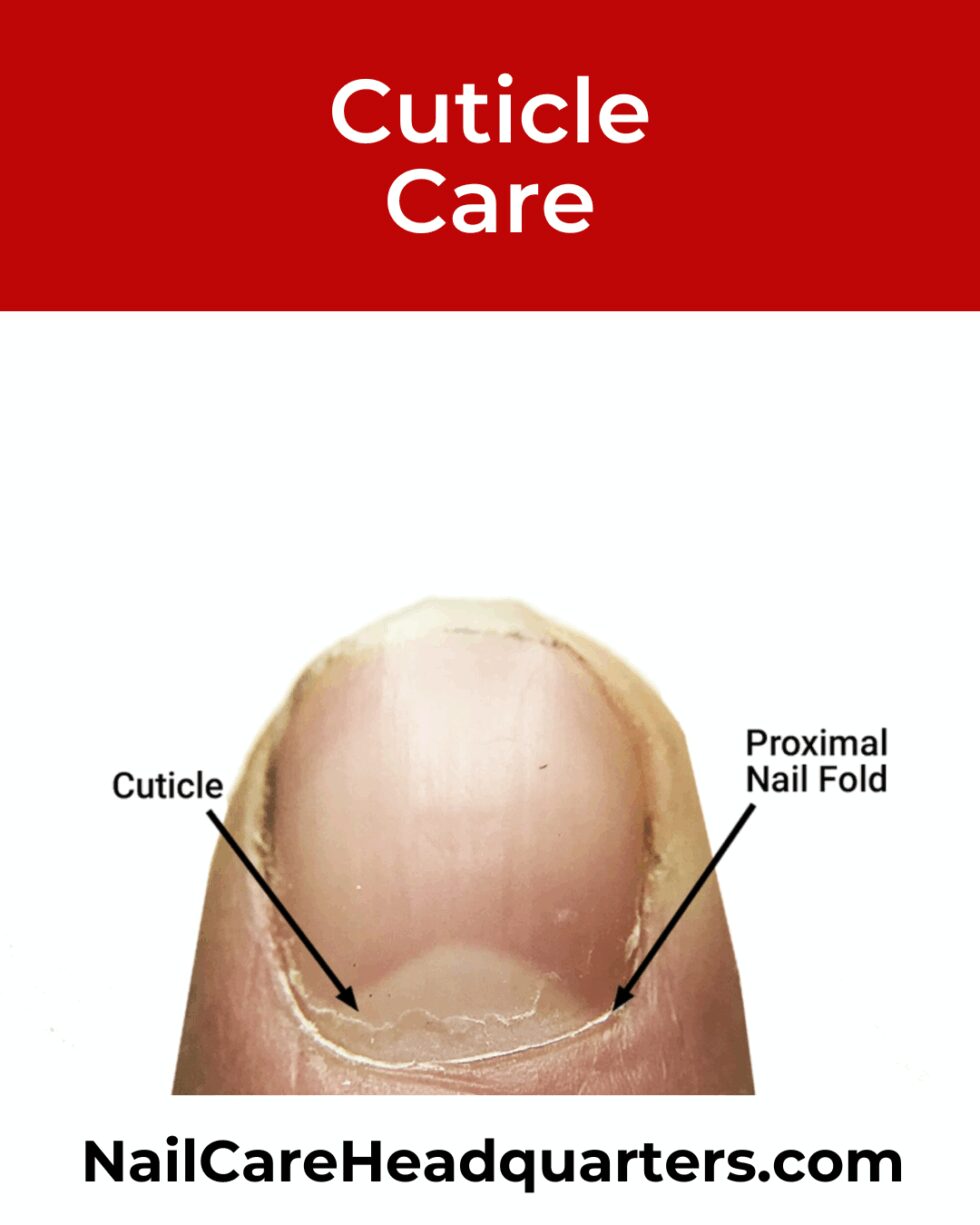 The Cuticle – Should You Clip, Push, or Scrape? | Nail Care Headquarters